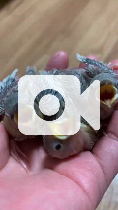 2024/04/12 | ren-bird-rinaのブログ