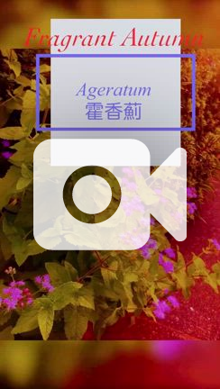 Fragrant Autumn - 霍香薊(アゲラタム) TANKA | 徒花