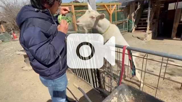 人懐っこいヤギ | 今中大介オフィシャルブログ D.IMANAKA Official