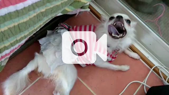 ”あかねちゃん…壊れちゃったの…⁈” | Dear wan's♡Aid ゆいま～る